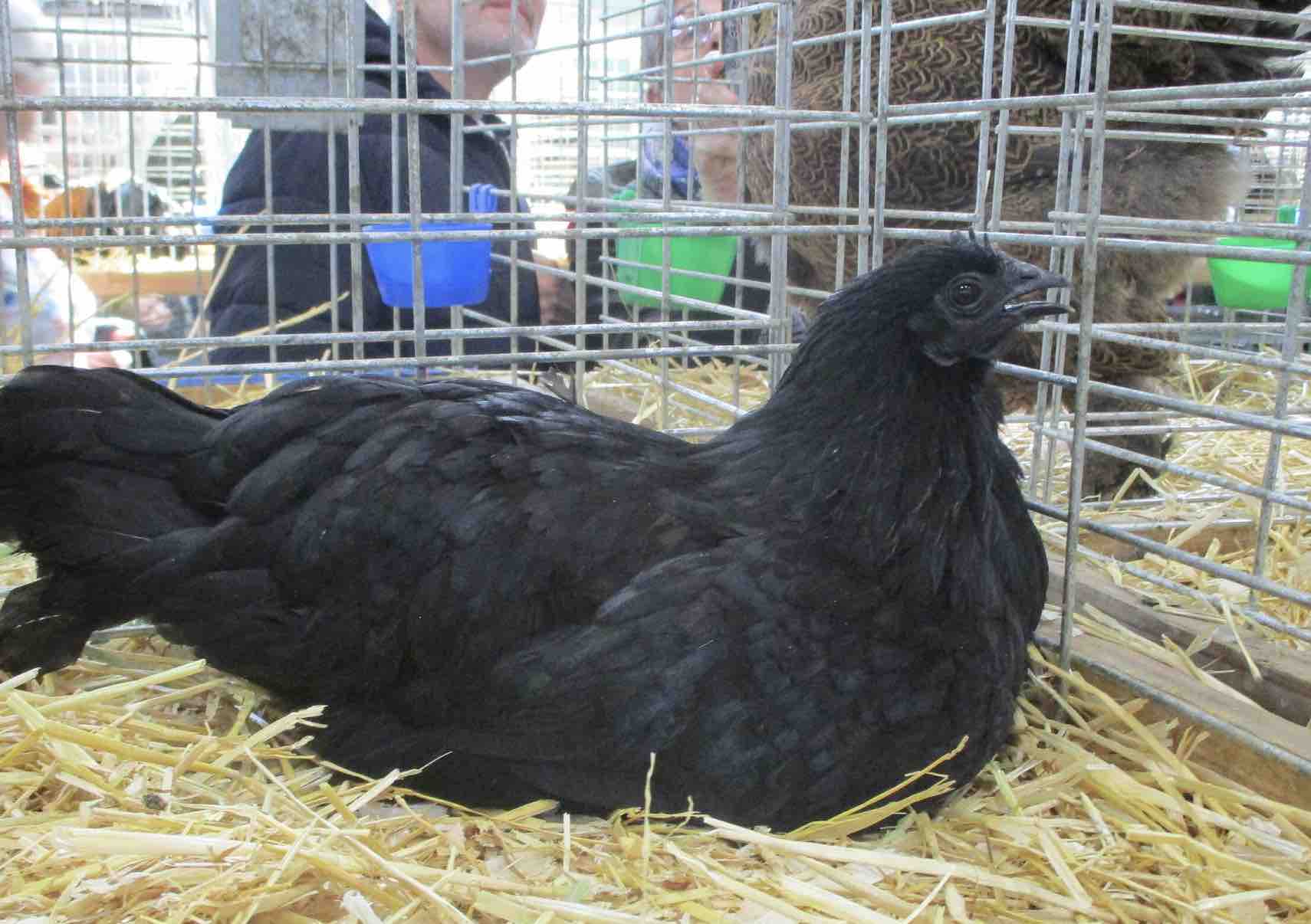 Czarna kura - rasa, mięso, cena, cena jaj | Golebnik.pl