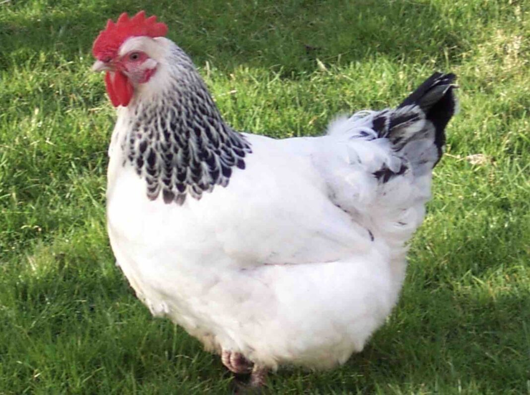 Kury Sussex - nieśność, opinie, opis rasy | Golebnik.pl