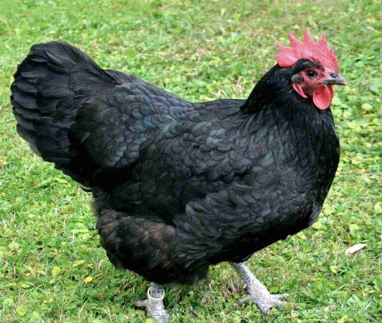 Kury Australorp - 300 jaj rocznie. Opinie, hodowla, opis rasy | Golebnik.pl