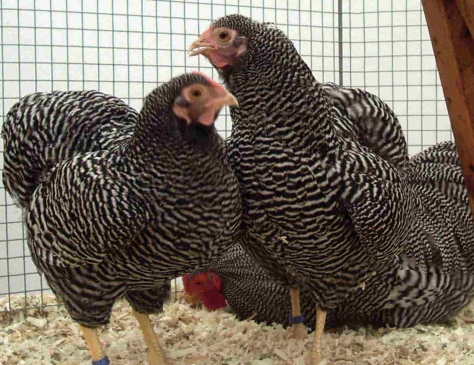 Kury Wyandotte - Co To Za Rasa, Nieśność, Opinie | Golebnik.pl